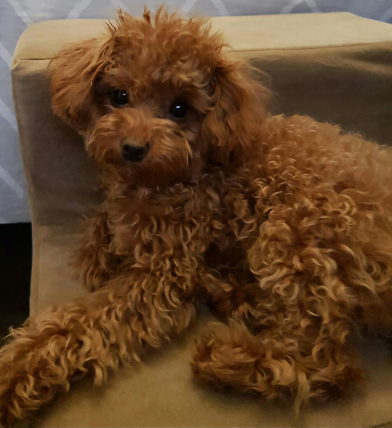 Miniature & Toy Poodle Breeder California at Scarlet's Fancy Poodles