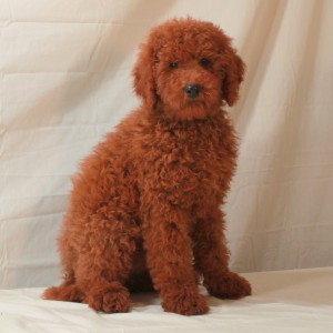 Red Poodle Puppies & Moyen Poodles at Scarlet's Fancy Poodles