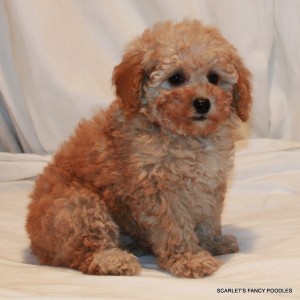 Miniature & Toy Poodle Breeder California at Scarlet's Fancy Poodles