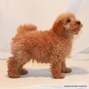 Miniature & Toy Poodle Breeder California at Scarlet's Fancy Poodles