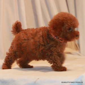 Miniature & Toy Poodle Breeder California at Scarlet's Fancy Poodles