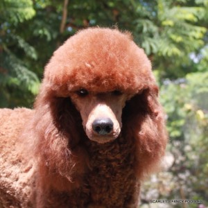 Miniature & Toy Poodle Breeder California at Scarlet's Fancy Poodles