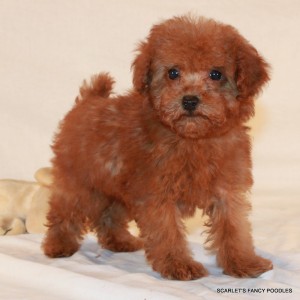 Miniature & Toy Poodle Breeder California at Scarlet's Fancy Poodles