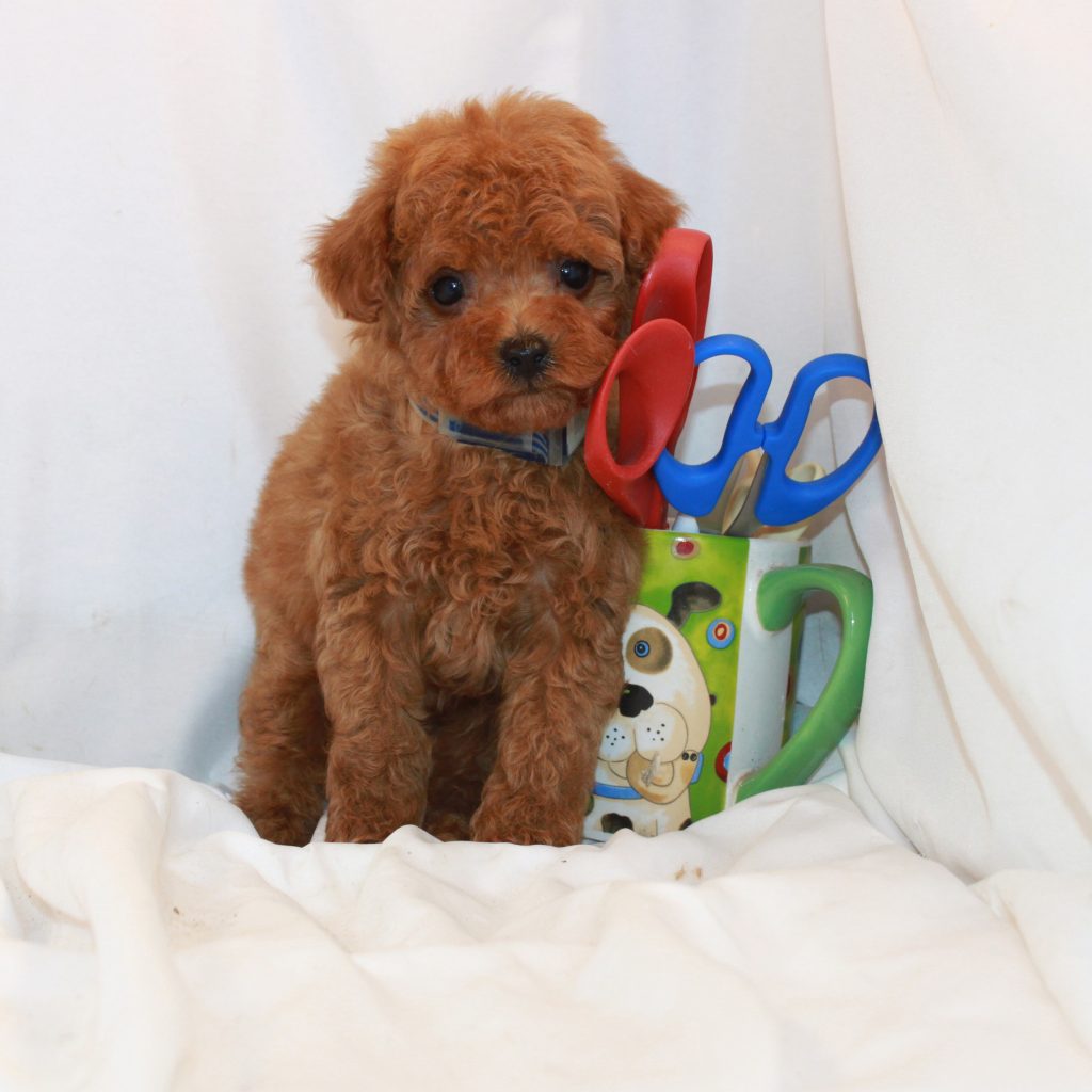 Miniature & Toy Poodle Breeder California at Scarlet's Fancy Poodles