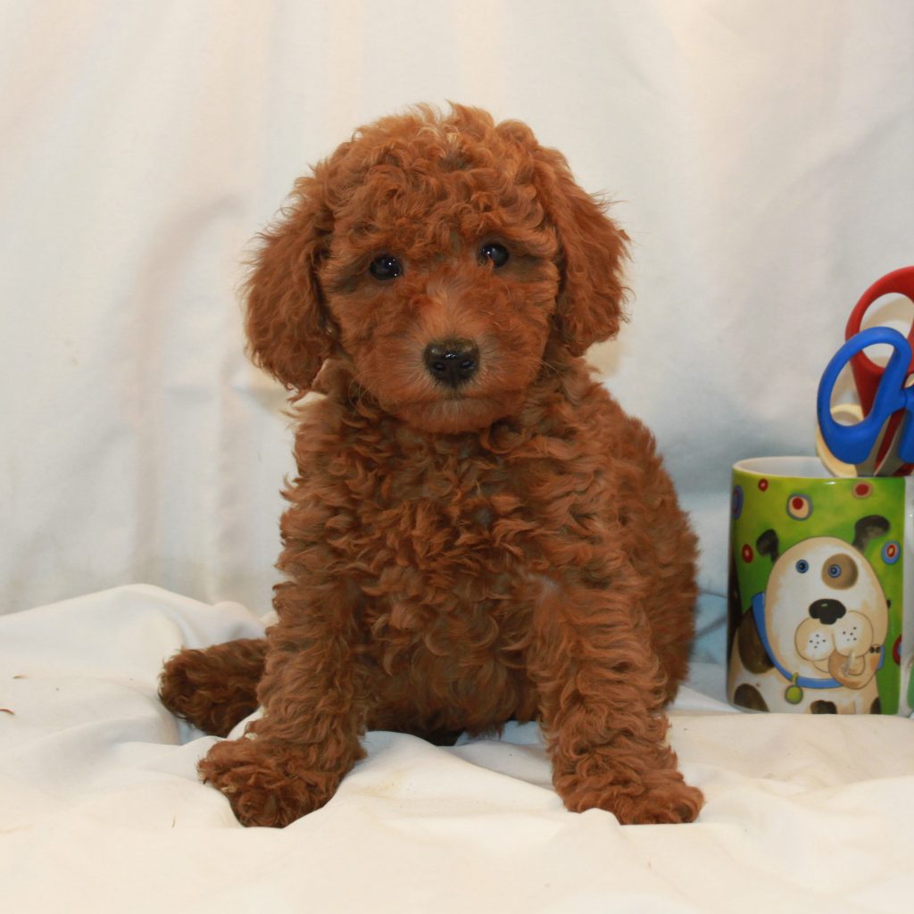 Miniature & Toy Poodle Breeder California at Scarlet's Fancy Poodles