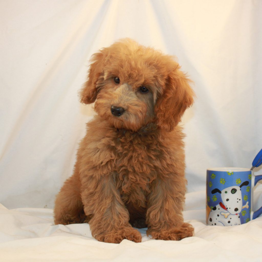 Miniature & Toy Poodle Breeder California at Scarlet's Fancy Poodles