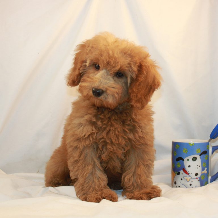Miniature & Toy Poodle Breeder California at Scarlet's Fancy Poodles
