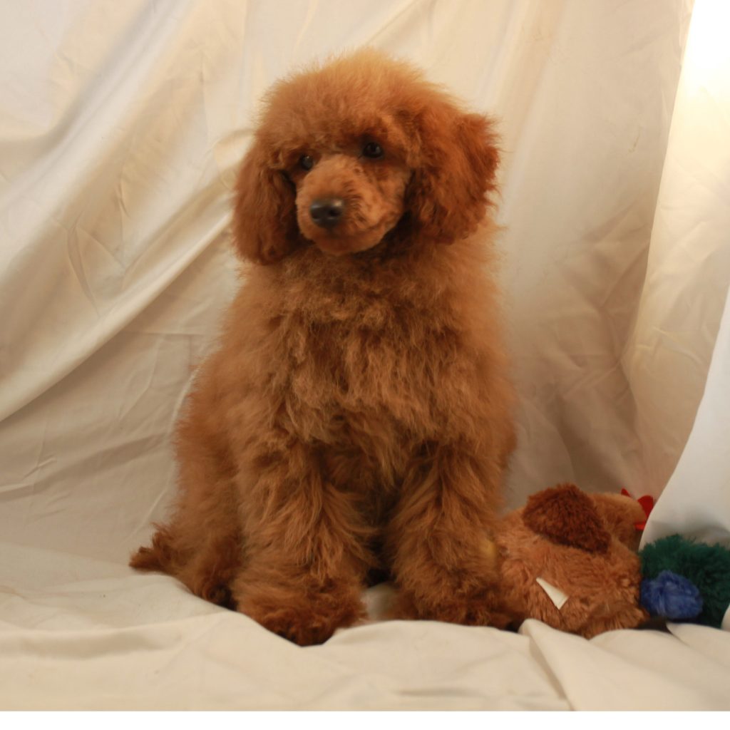 Miniature & Toy Poodle Breeder California at Scarlet's Fancy Poodles