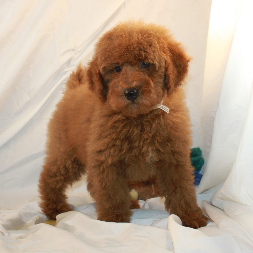 Miniature & Toy Poodle Breeder California at Scarlet's Fancy Poodles