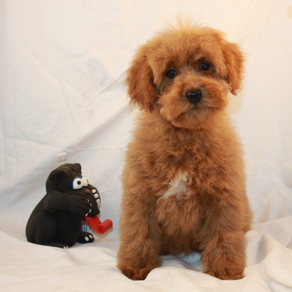 Miniature & Toy Poodle Breeder California at Scarlet's Fancy Poodles