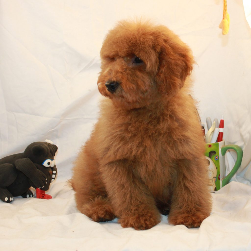 Miniature & Toy Poodle Breeder California at Scarlet's Fancy Poodles