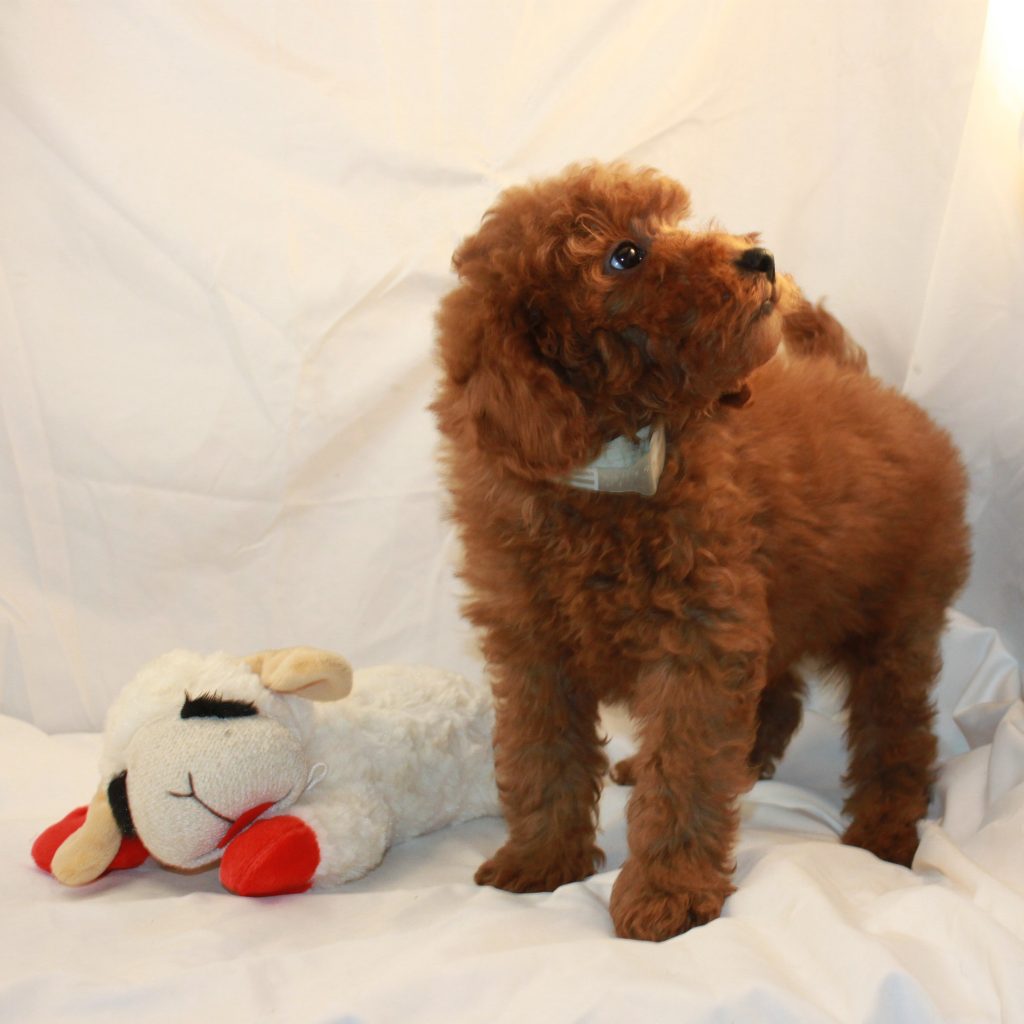 Miniature & Toy Poodle Breeder California at Scarlet's Fancy Poodles