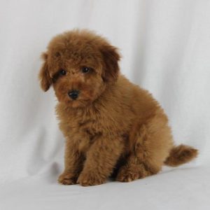 Miniature & Toy Poodle Breeder California at Scarlet's Fancy Poodles