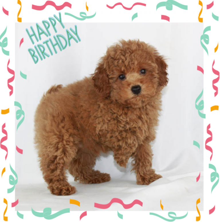Celebrating Your Poodle's Birthday