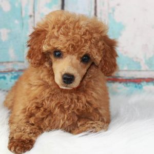 Miniature & Toy Poodle Breeder California at Scarlet's Fancy Poodles
