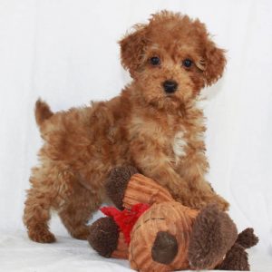 Miniature & Toy Poodle Breeder California at Scarlet's Fancy Poodles