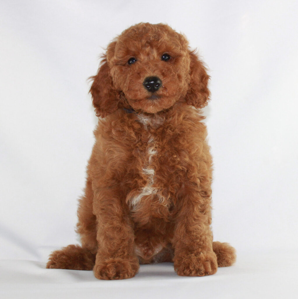 Red Poodles & Red Poodle Puppies at Scarlet's Fancy Poodles