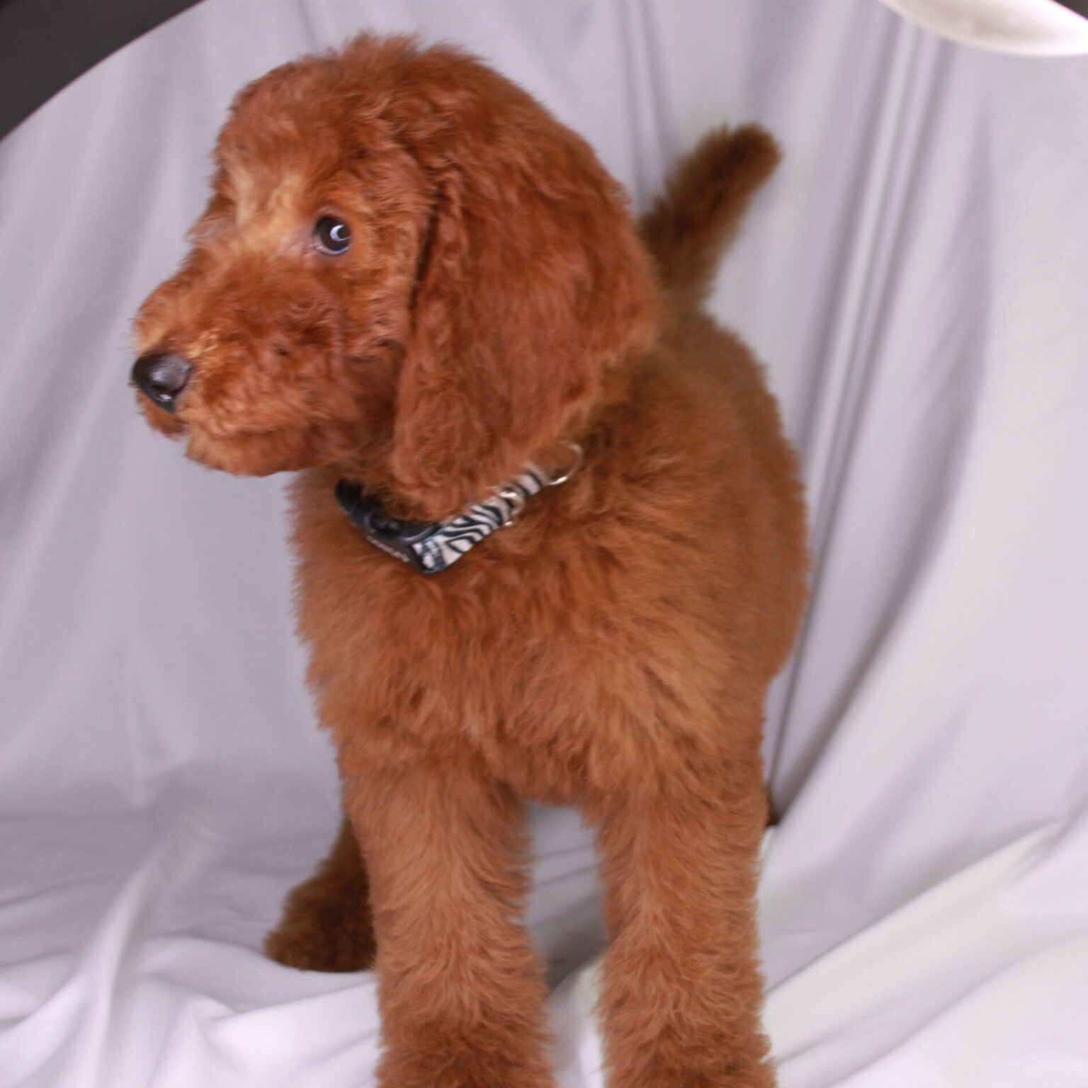 Available Puppies: Apricot and Red Poodles at Scarlet's Fancy Poodles