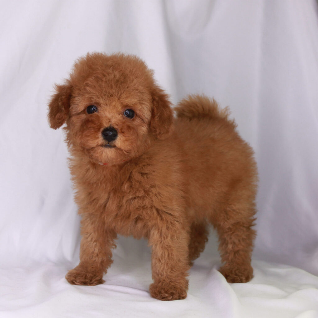 Available Puppies: Apricot and Red Poodles at Scarlet's Fancy Poodles