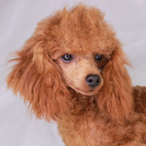 Available Puppies: Apricot and Red Poodles at Scarlet's Fancy Poodles