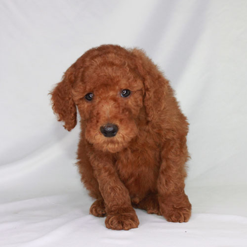 Available Puppies: Apricot and Red Poodles at Scarlet's Fancy Poodles